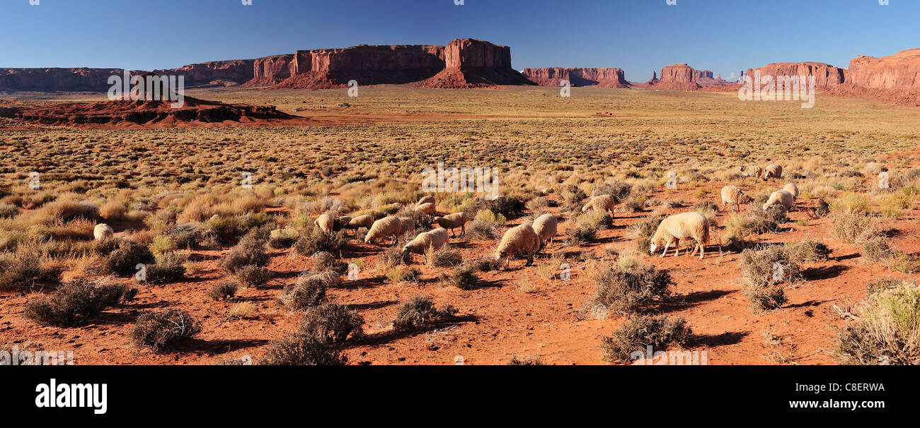 Sheep, Desert, Scenery, Navajo, Indian Reservation, Monument Valley ...