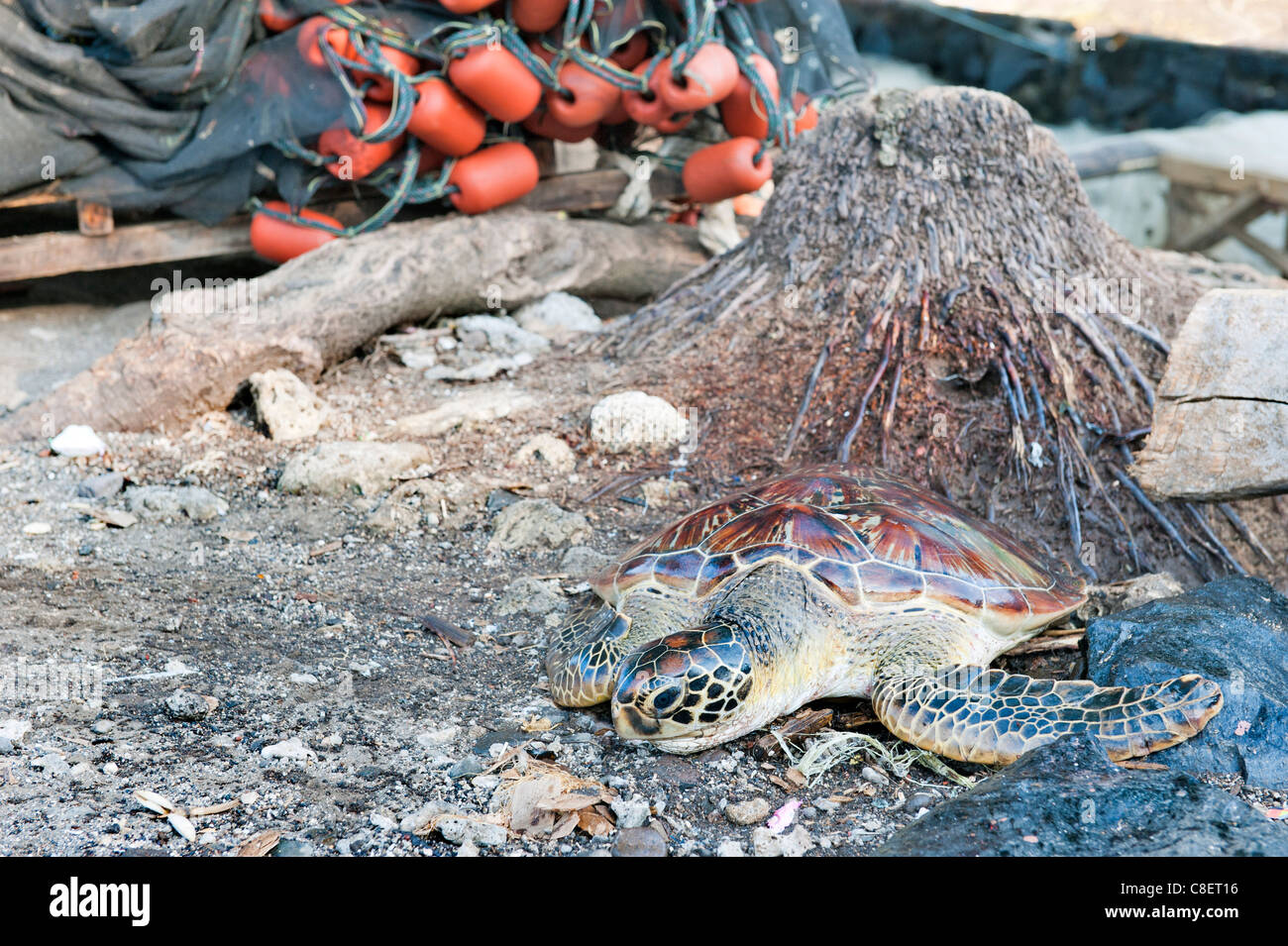 Turtle captured by indonesian fishermen Stock Photo - Alamy