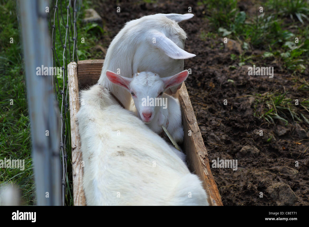 Goat's parent and kid Stock Photo - Alamy