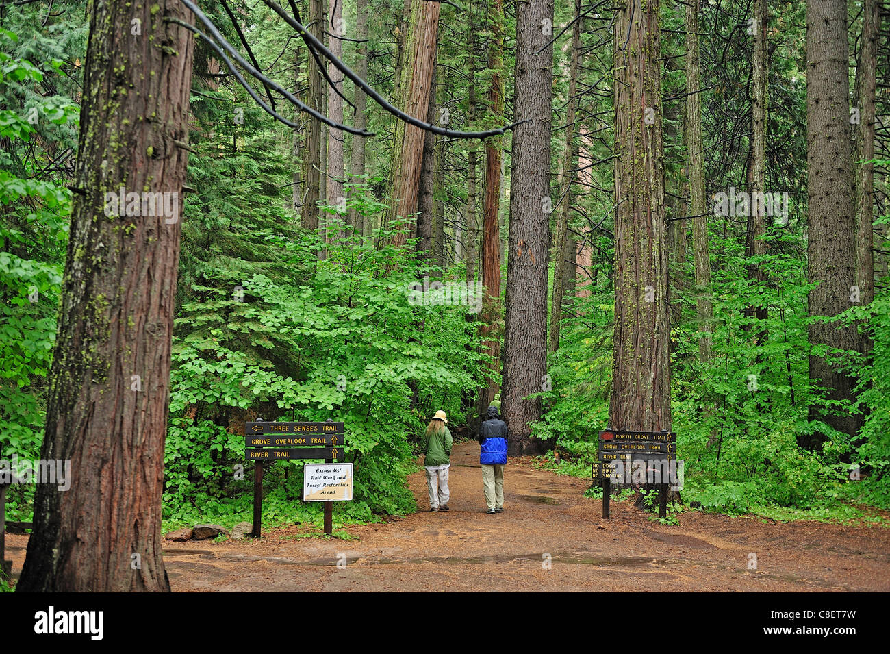 Calaveras grove hi-res stock photography and images - Alamy