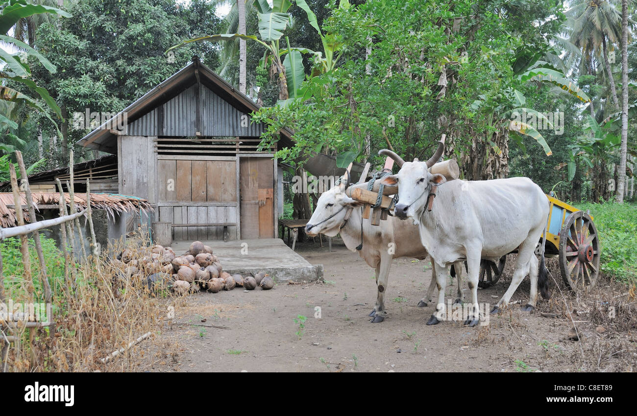 Cow and cart hi-res stock photography and images - Alamy
