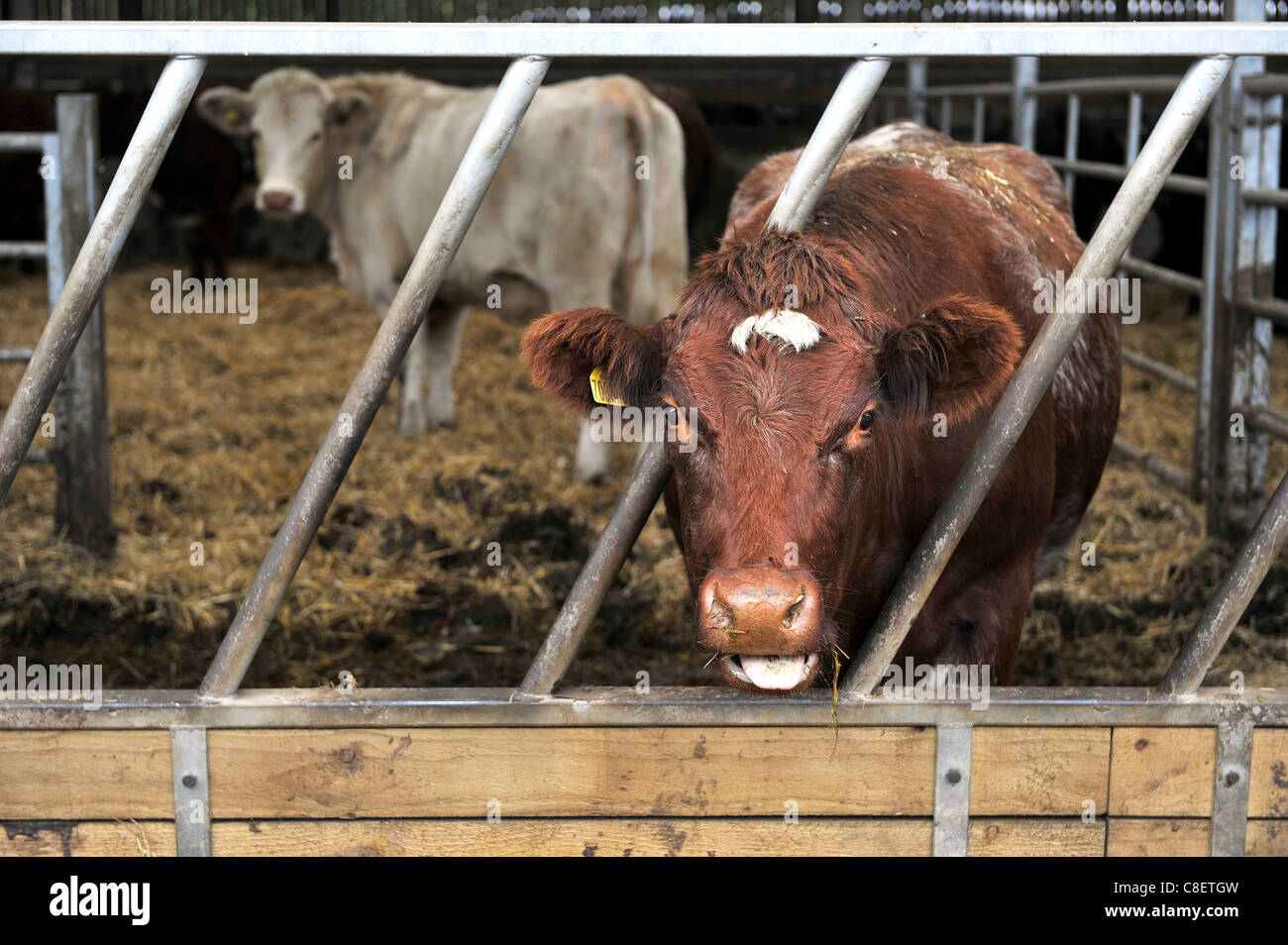 Cow byre hi-res stock photography and images - Alamy