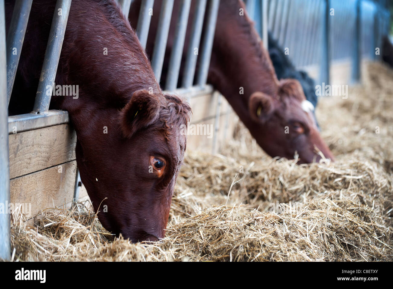 Cow byre hi-res stock photography and images - Alamy