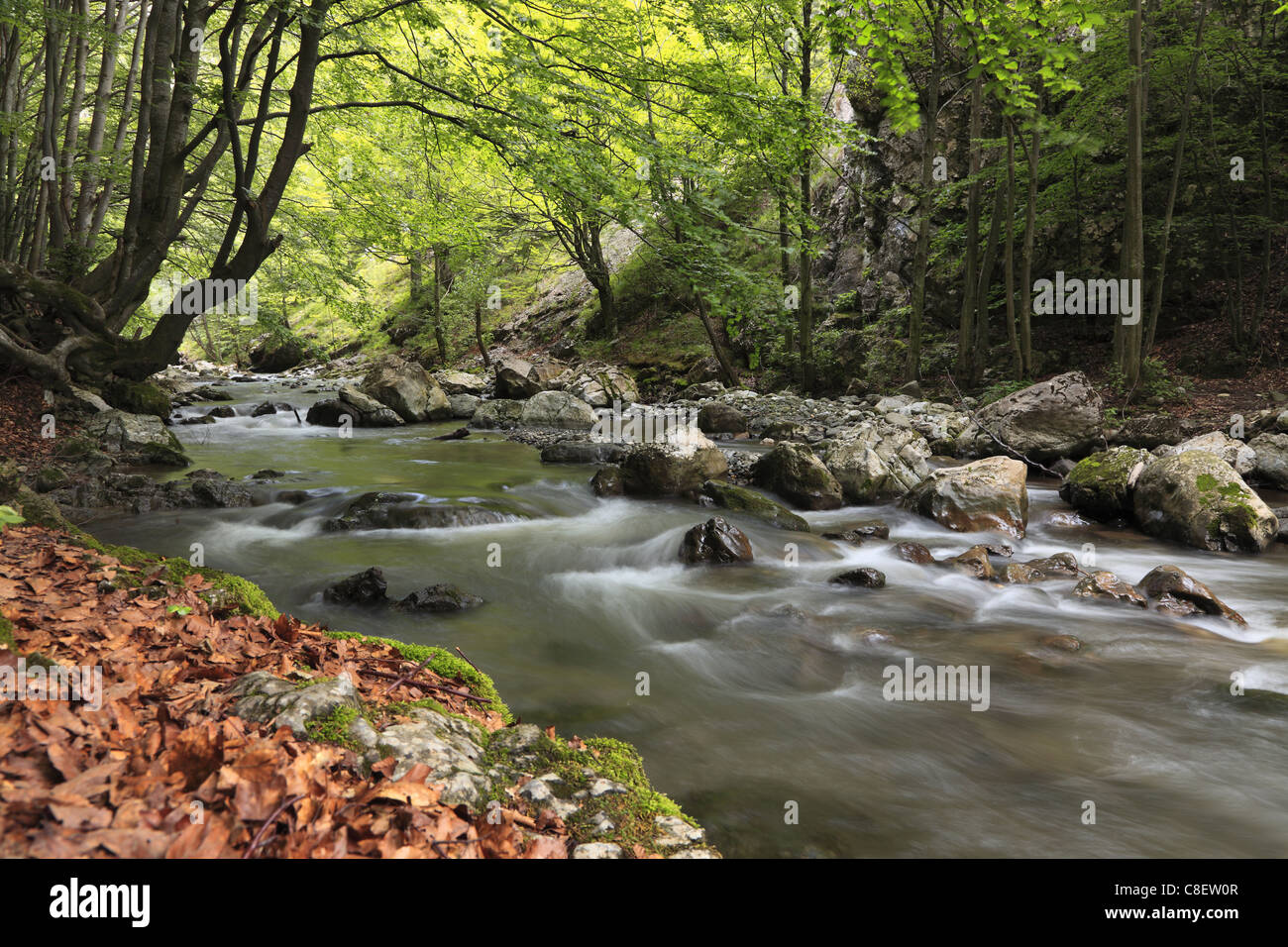 Image of a river in a cool summer forest Stock Photo - Alamy