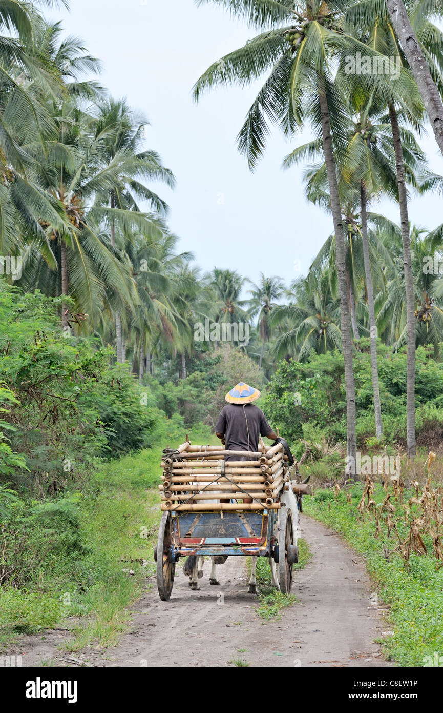 Cow cart hi-res stock photography and images - Alamy