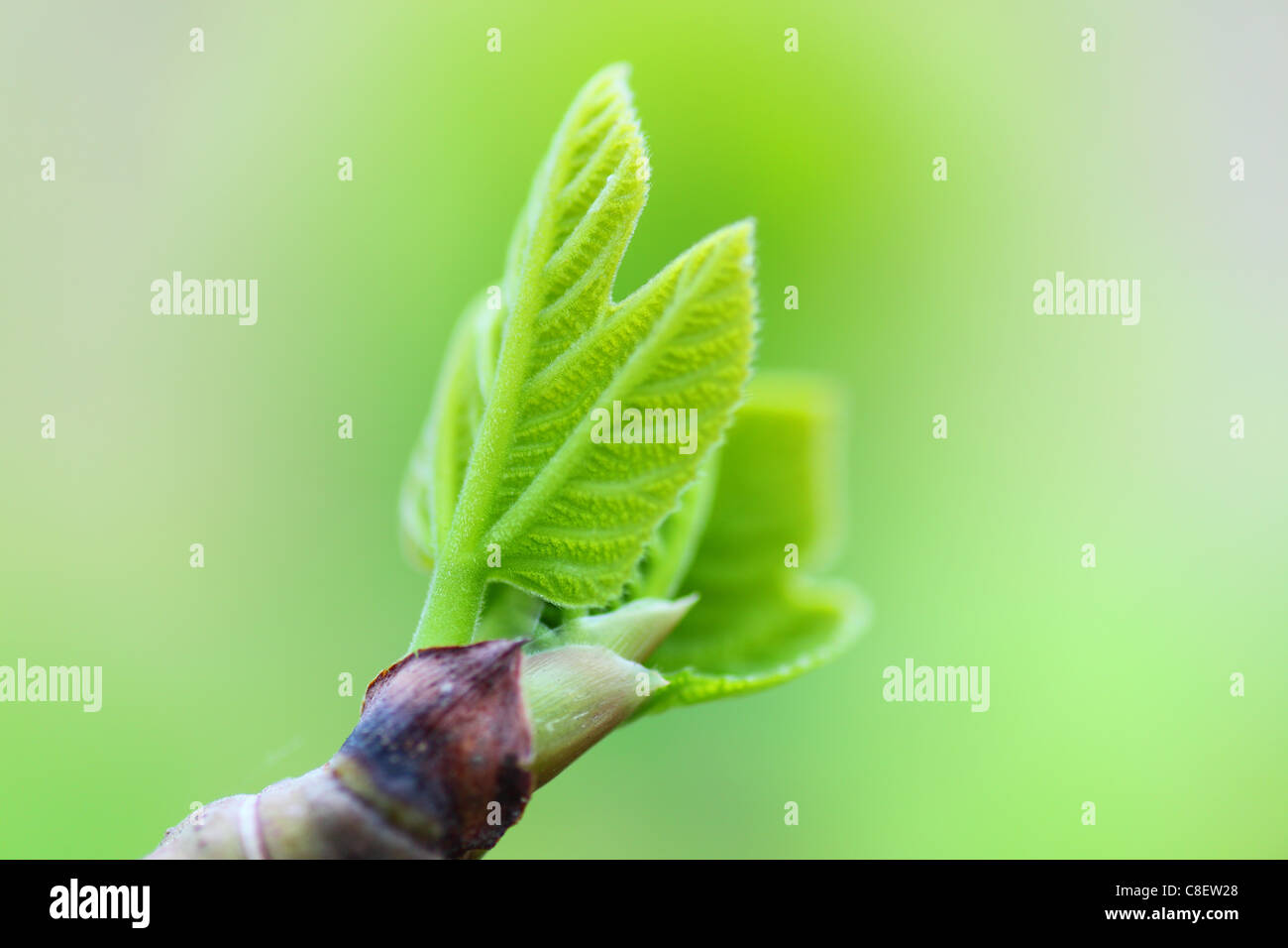 Bud fig tree hi-res stock photography and images - Alamy