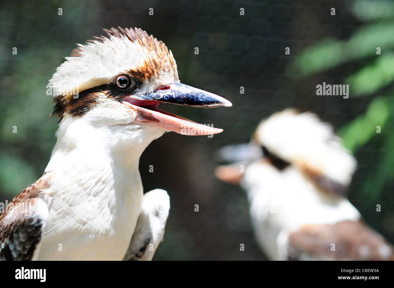 Laughing kookaburra hi-res stock photography and images - Alamy
