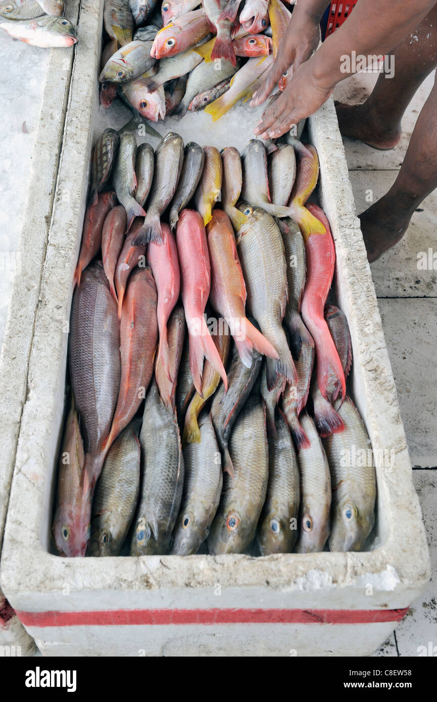 Packing reef fish into a polystyrene box for shipment at a fish market ...