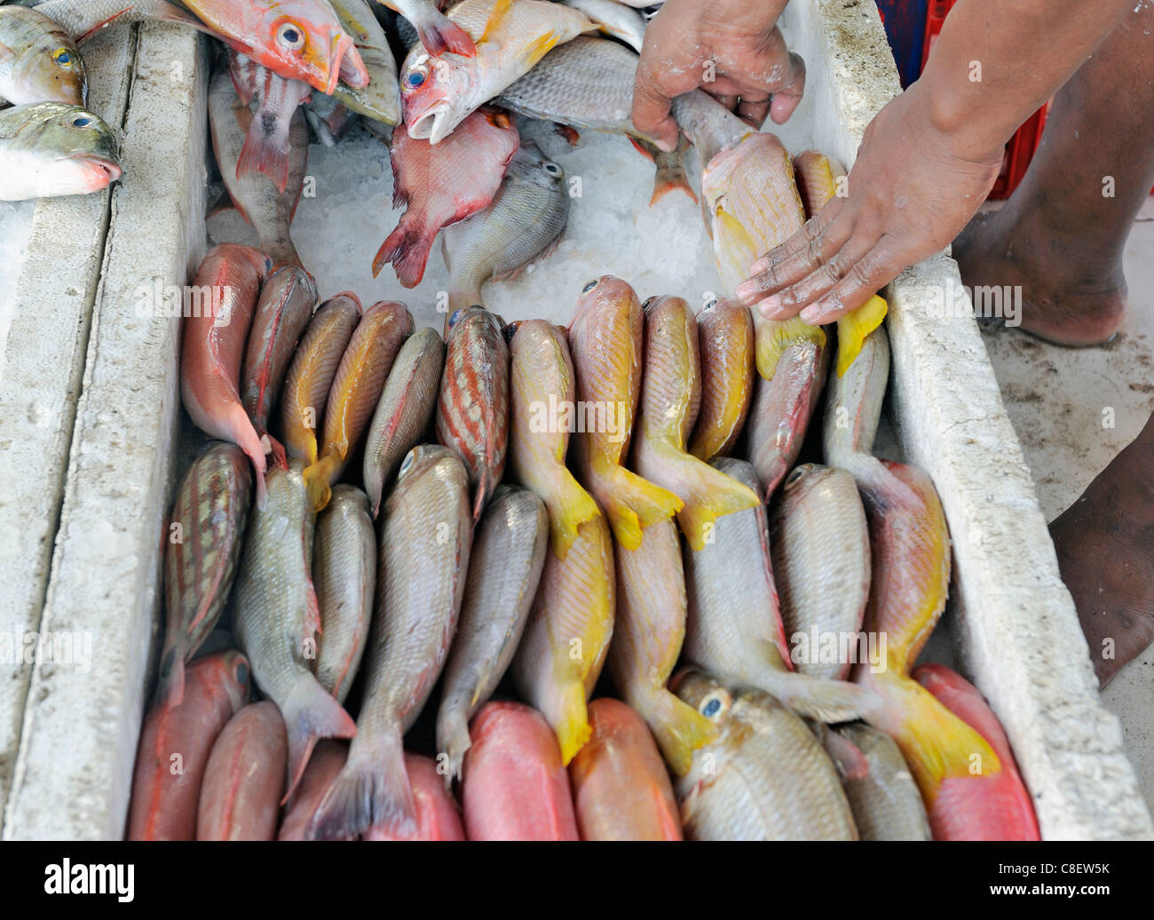 Packing reef fish into a polystyrene box for shipment at a fish market ...
