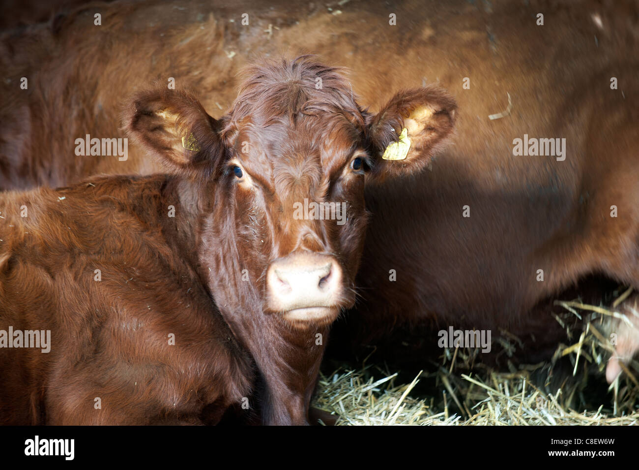 Brown calf hi-res stock photography and images - Alamy