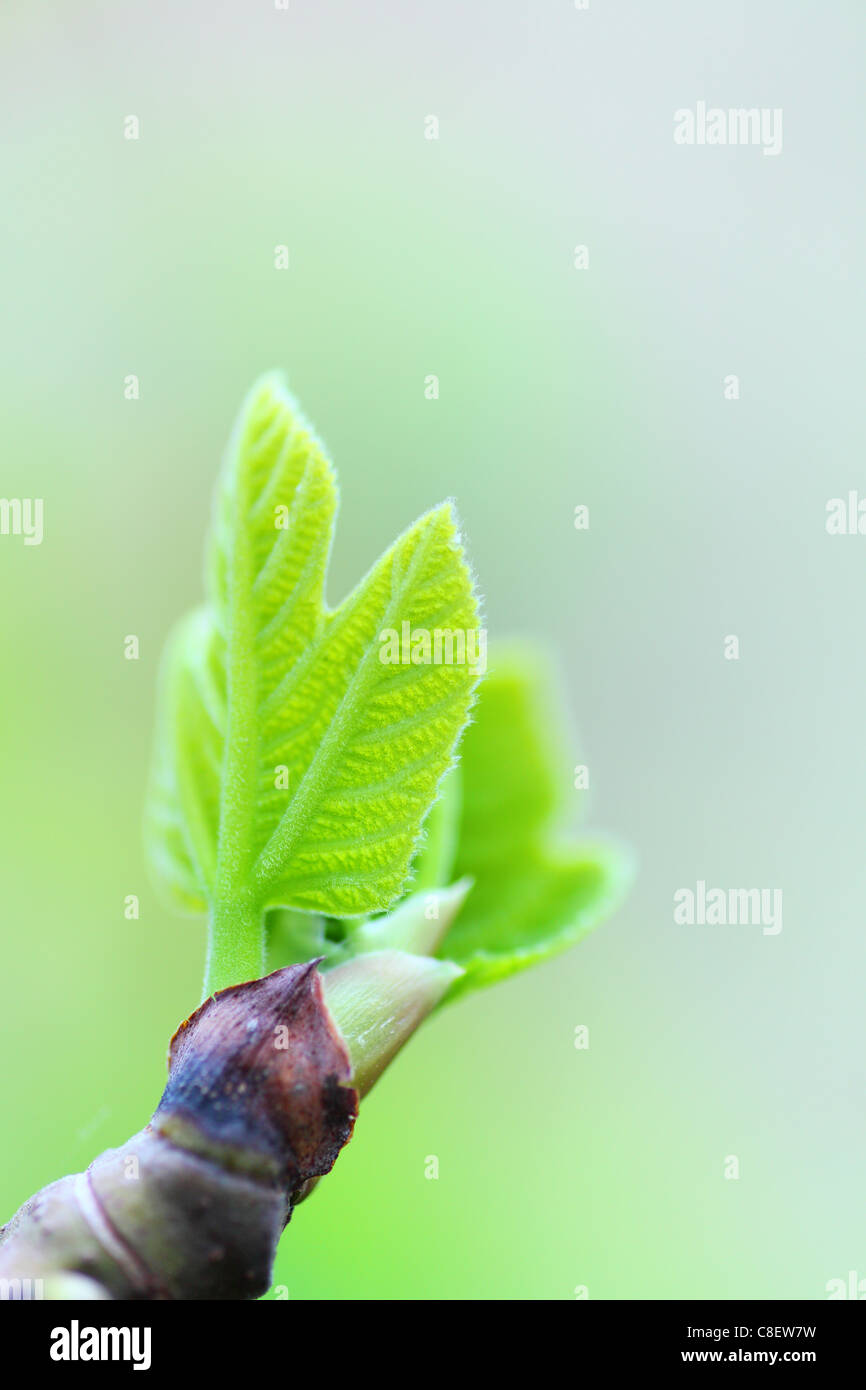 Bud fig tree hi-res stock photography and images - Alamy