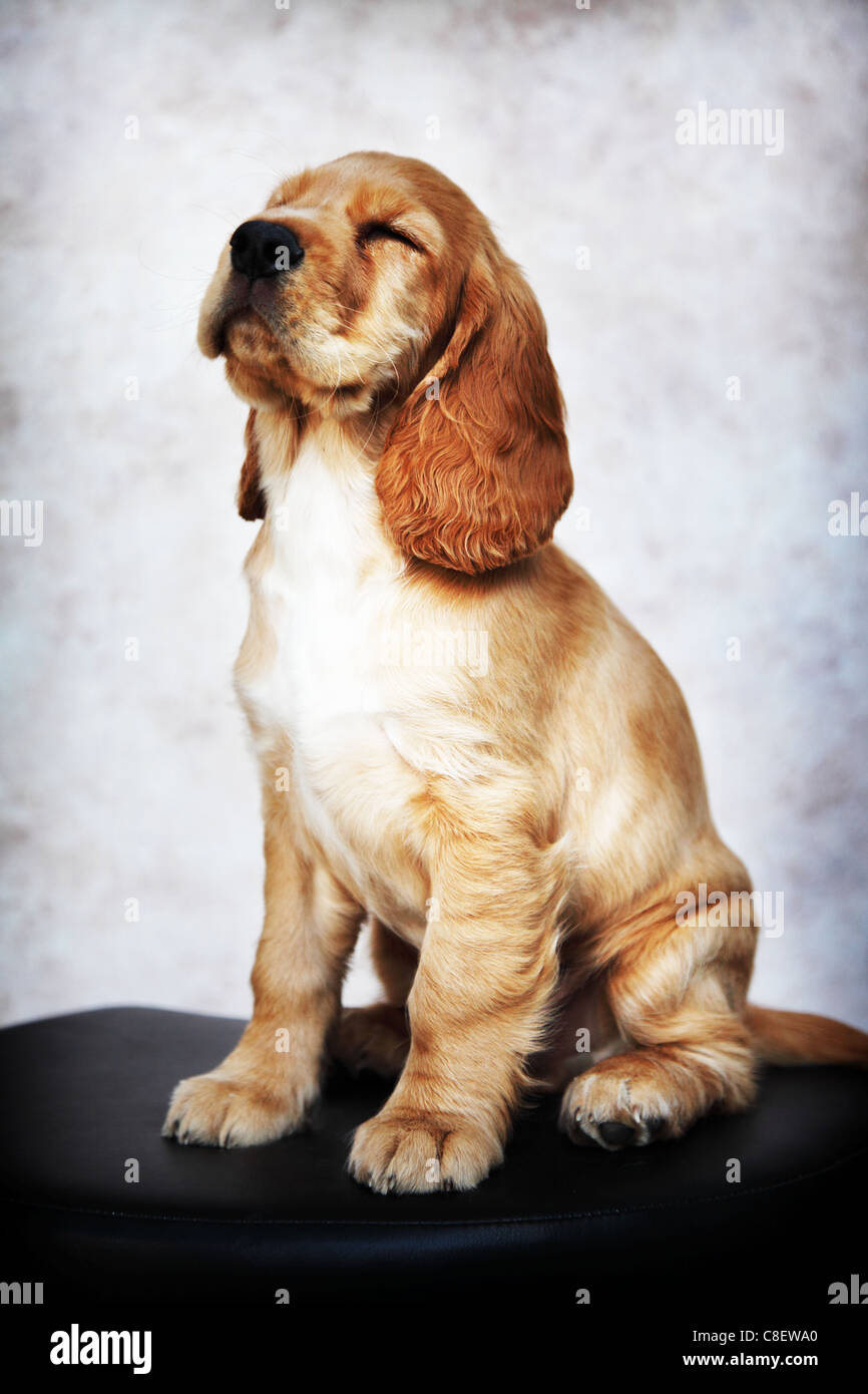 Cocker Spaniel portrait Stock Photo - Alamy