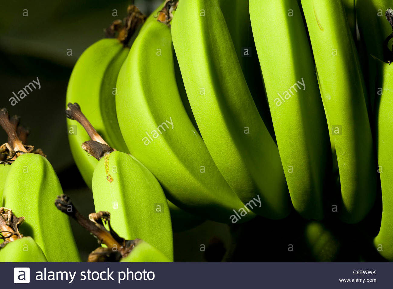 Manzana Stock Photos & Manzana Stock Images - Alamy