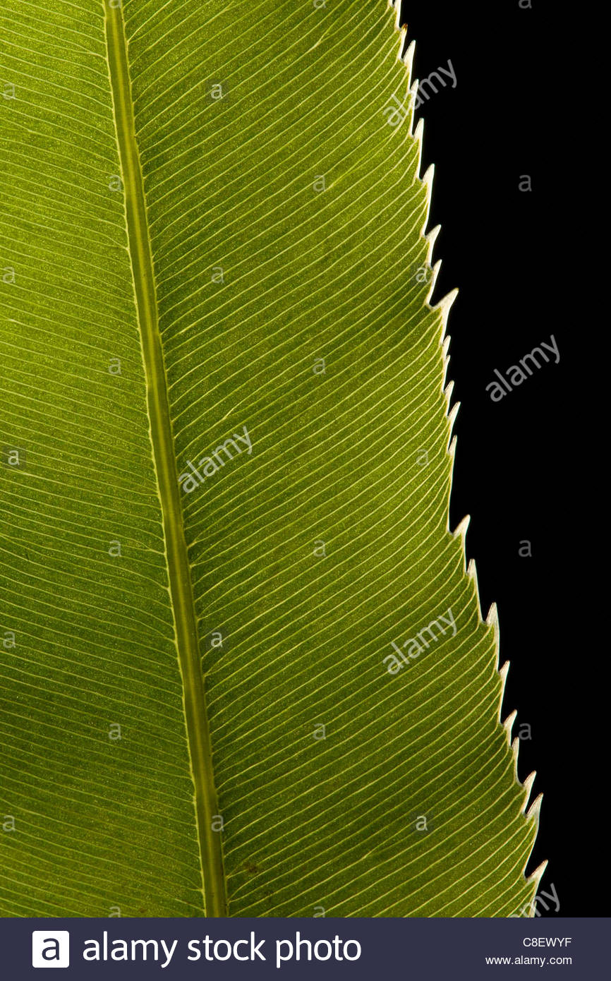 Jagged Edges Stock Photos & Jagged Edges Stock Images - Alamy