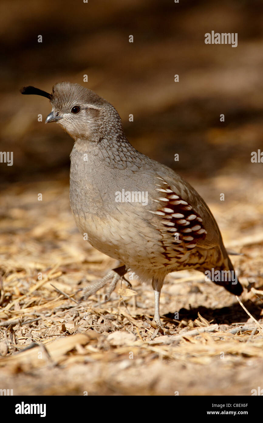 Female quail hi-res stock photography and images - Alamy