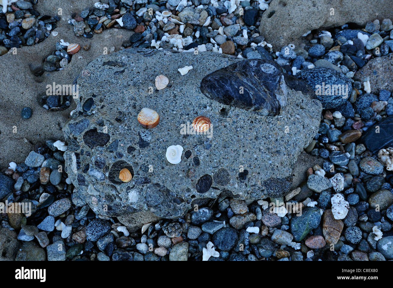 Shells, Isla Cerralvo, Ventana Bay, Sea of Cortez, Baja California Sur ...