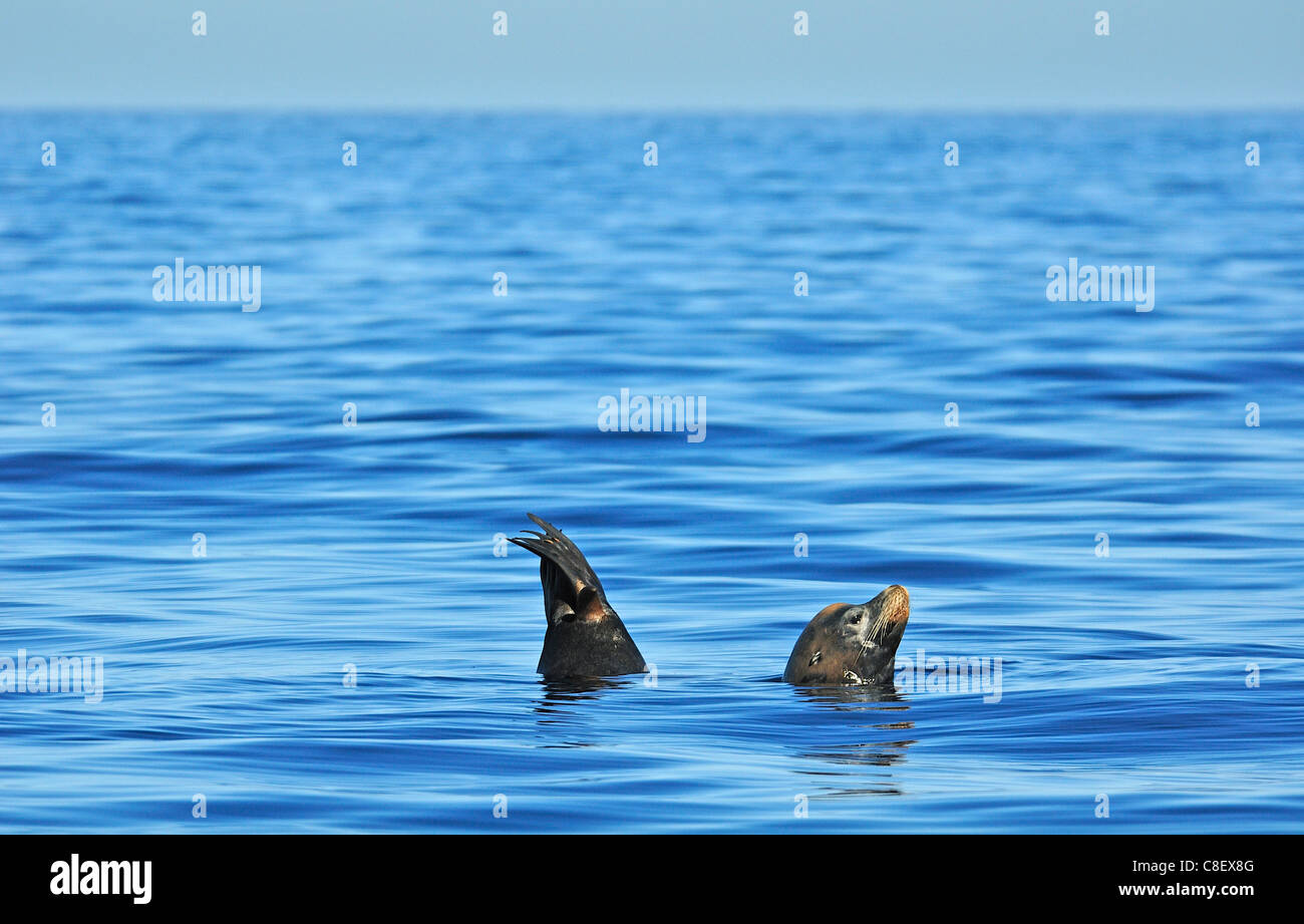 Sea Lion, animal, water, Isla Cerralvo, Ventana Bay, Sea of Cortez ...