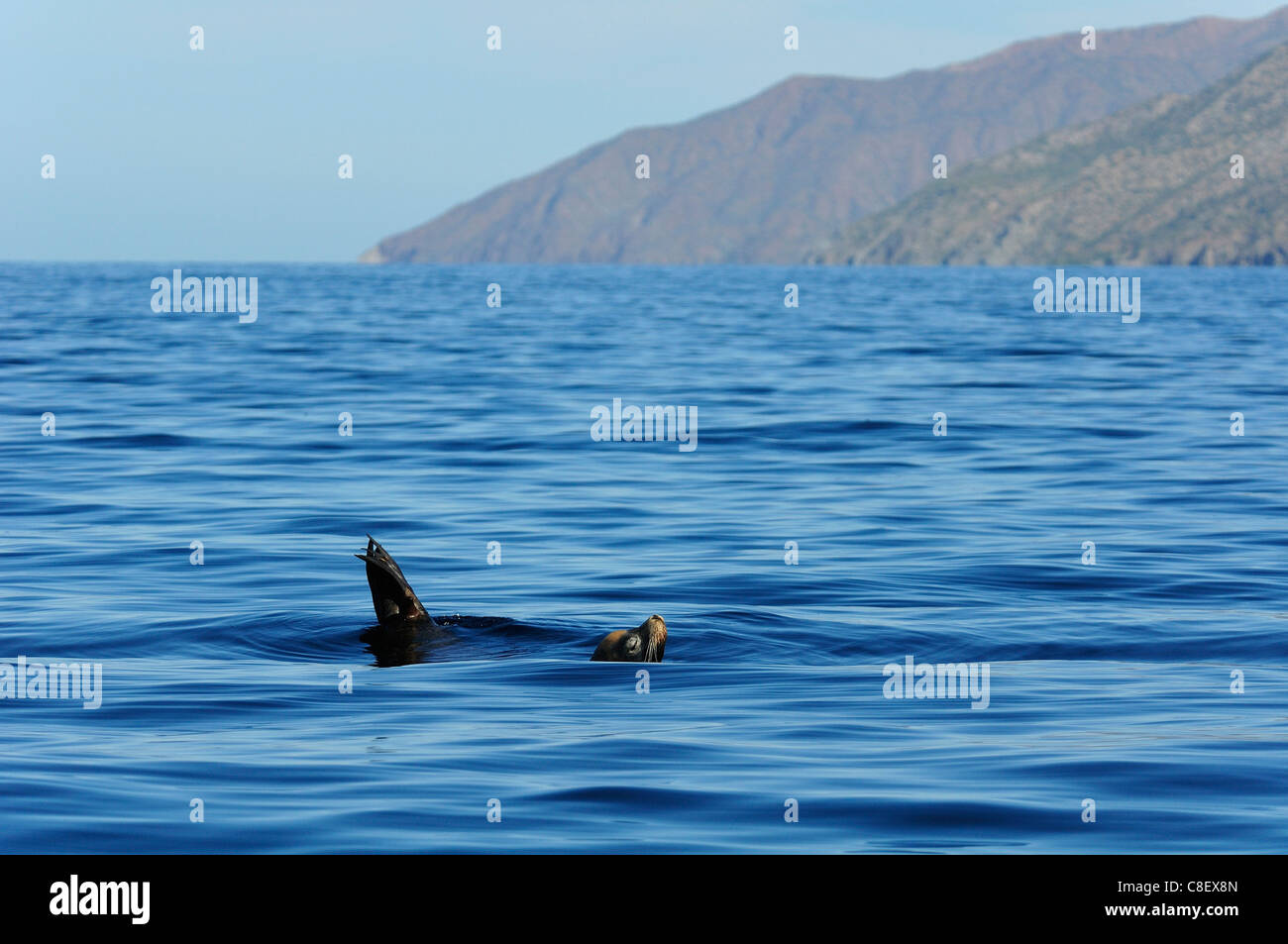 Sea Lion, animal, water, Isla Cerralvo, Ventana Bay, Sea of Cortez ...