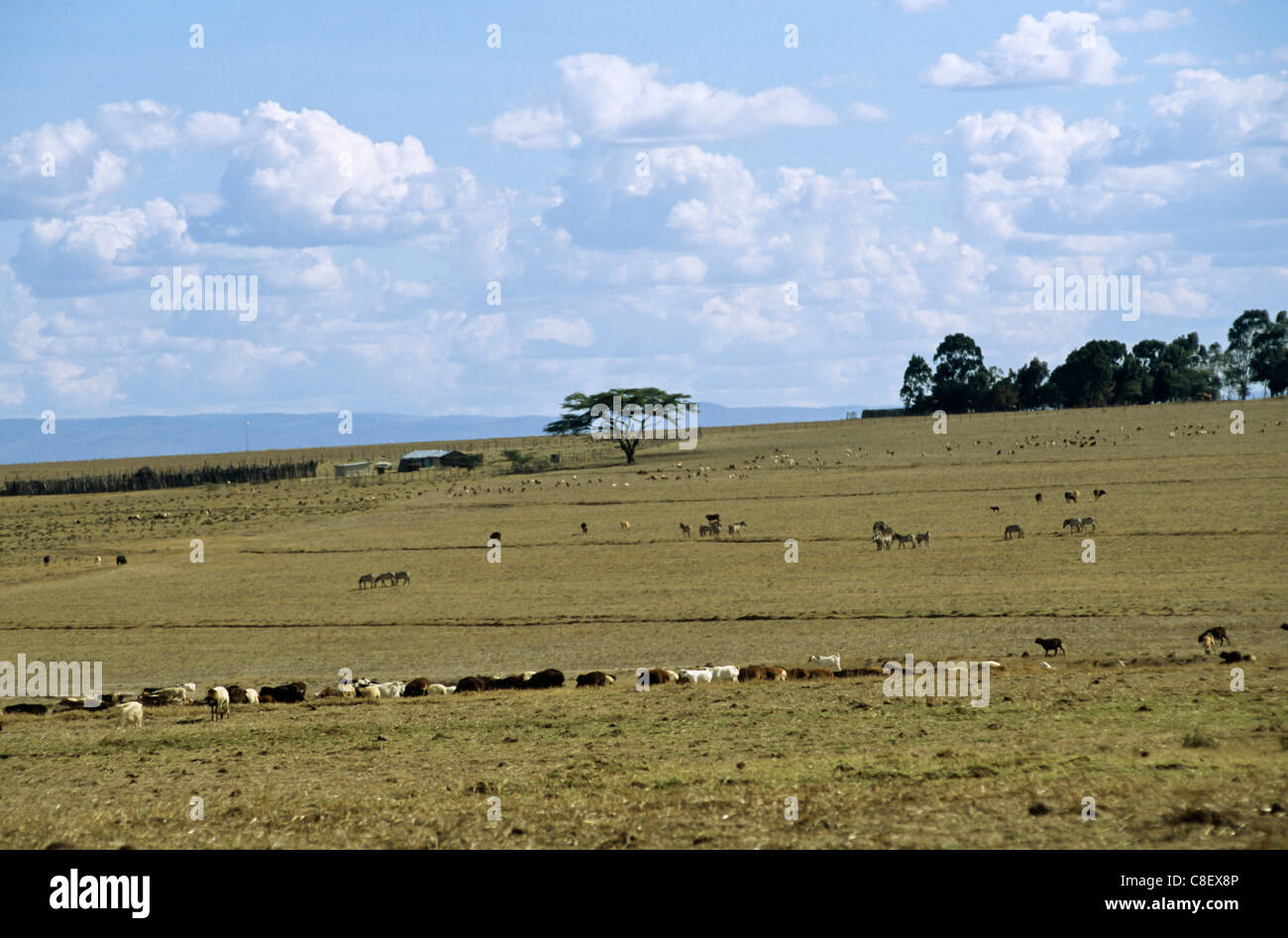 Overgrazing africa hi-res stock photography and images - Alamy