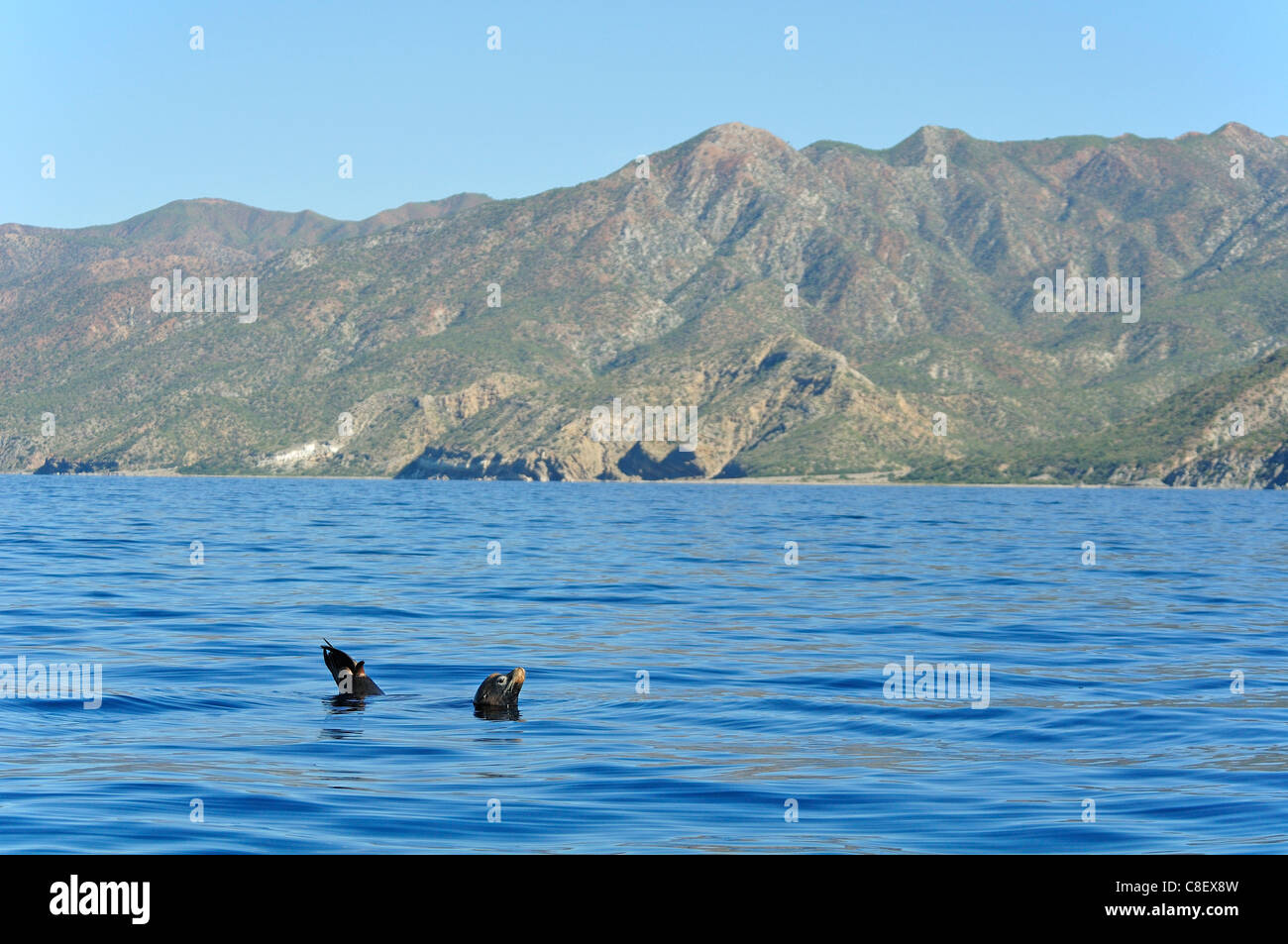 Ventana animal hi-res stock photography and images - Alamy