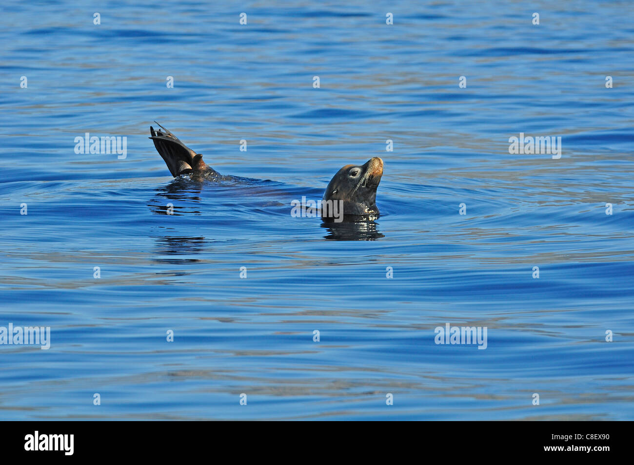 Sea Lion, animal, water, Isla Cerralvo, Ventana Bay, Sea of Cortez ...