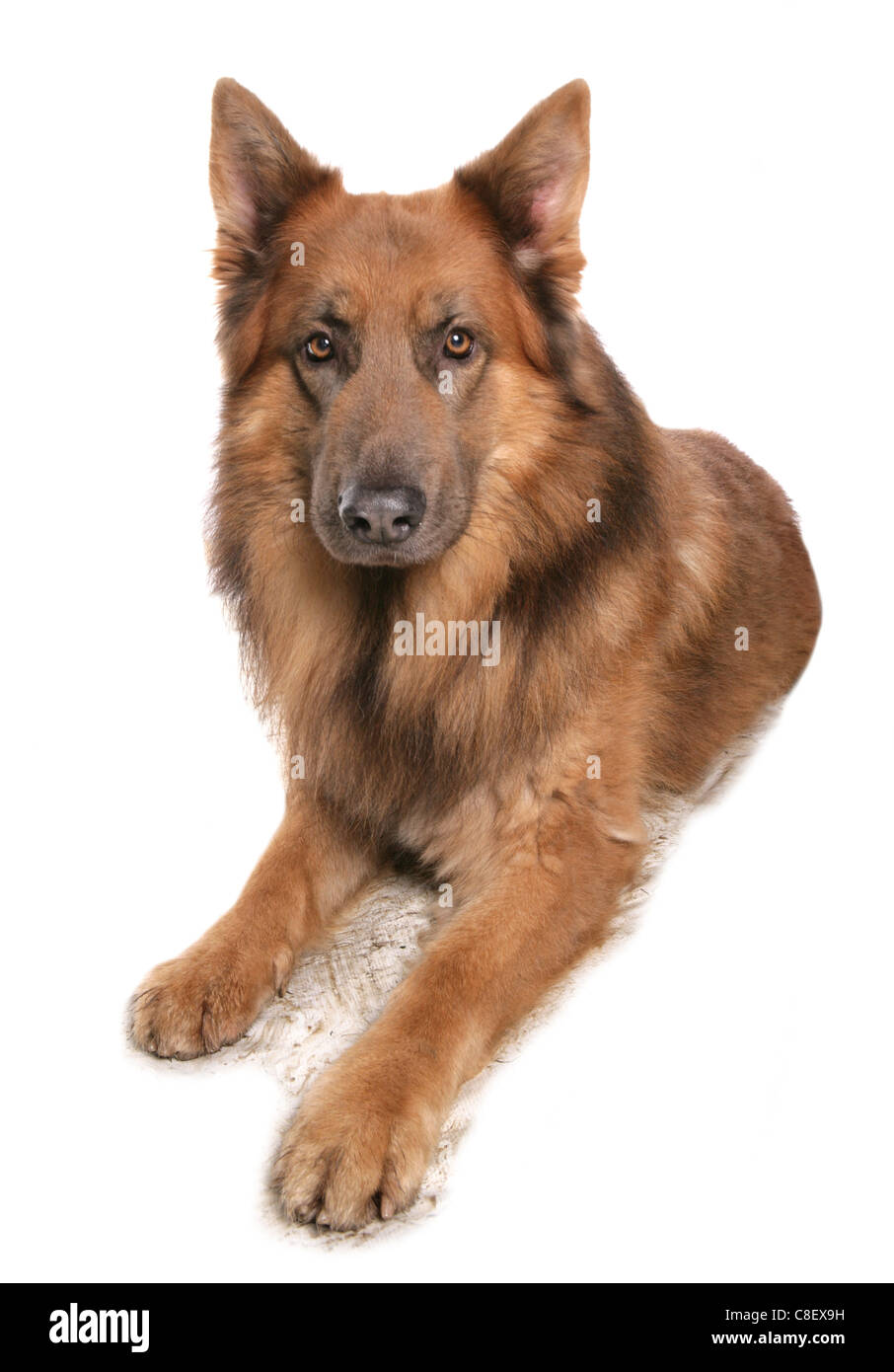 Adult gsd hi-res stock photography and images - Alamy