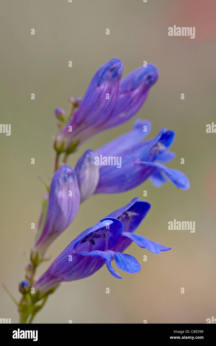 One sided penstemon (sidebells penstemon) (Penstemon secundiflorus ...