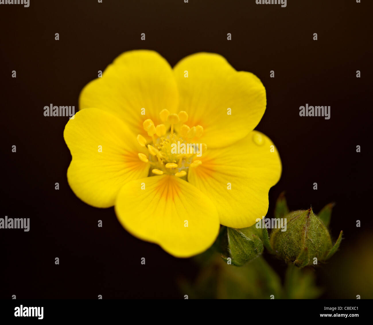Redstem cinquefoil (Potentilla rubricaulis) bloom, Gunnison National ...