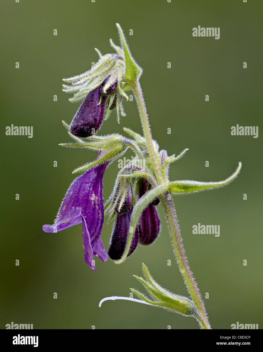 Penstemons hi-res stock photography and images - Alamy