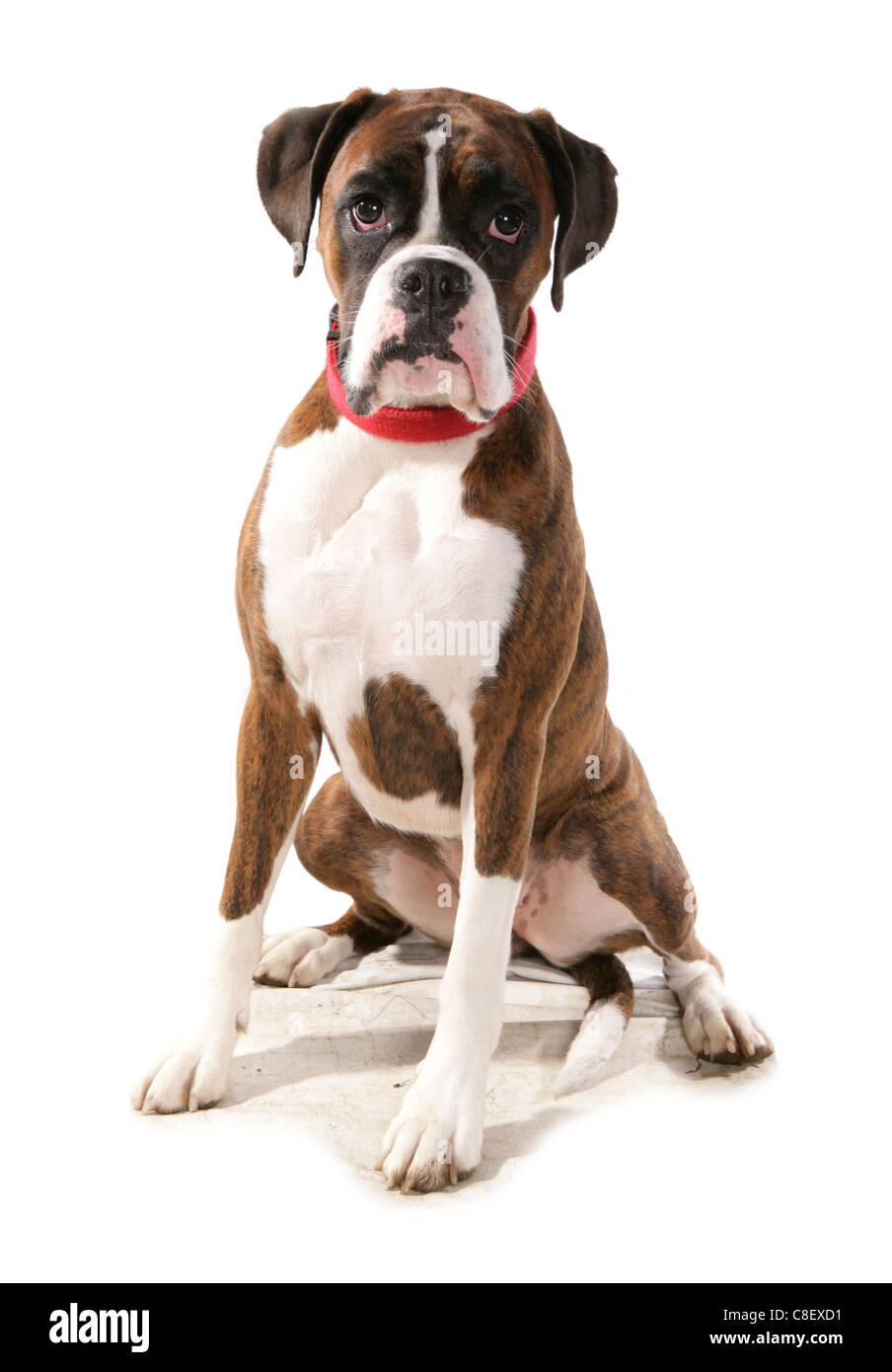 Sitting boxer dog hi-res stock photography and images - Alamy