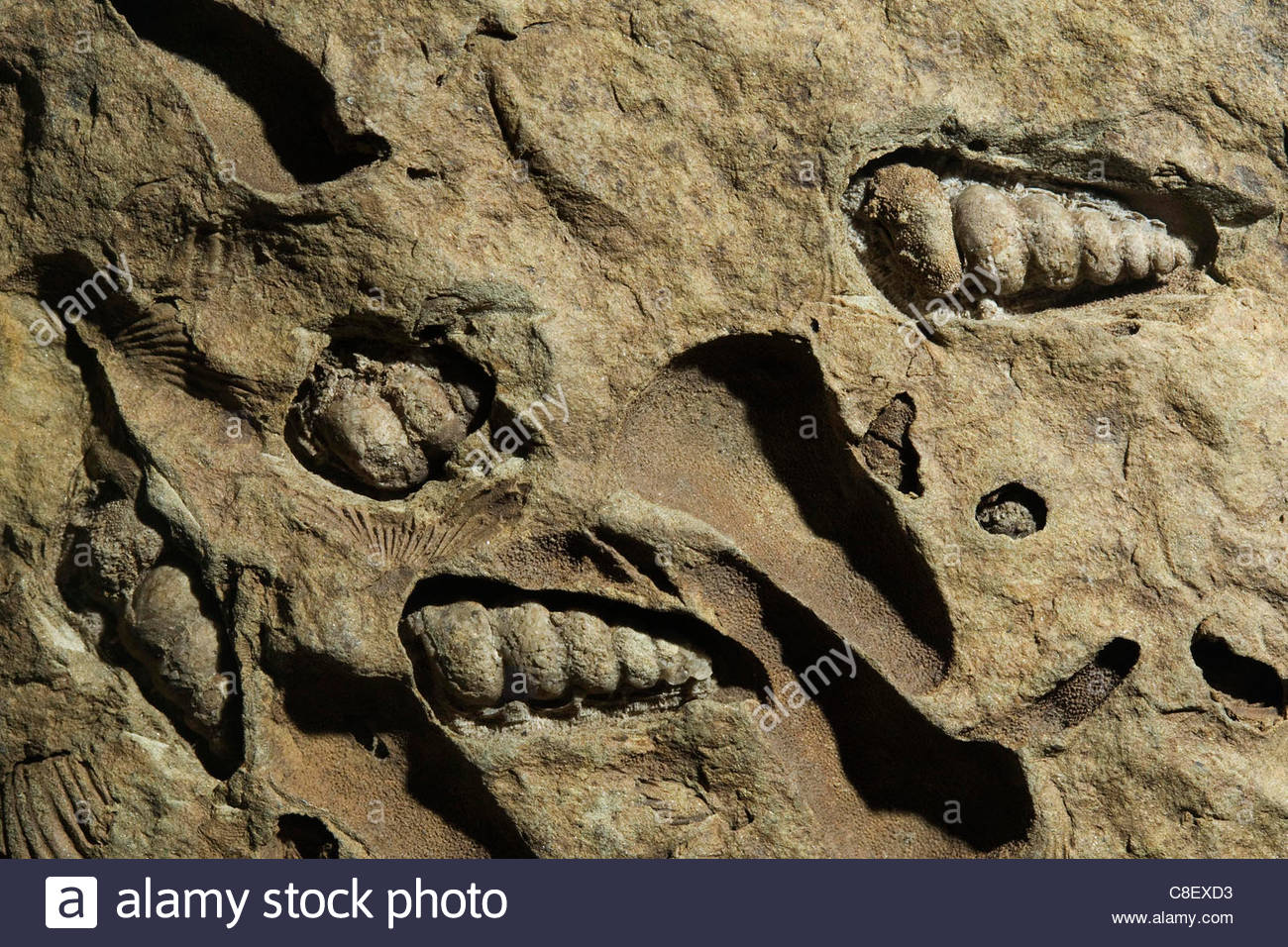 Gastropod Fossil Stock Photos & Gastropod Fossil Stock Images - Alamy