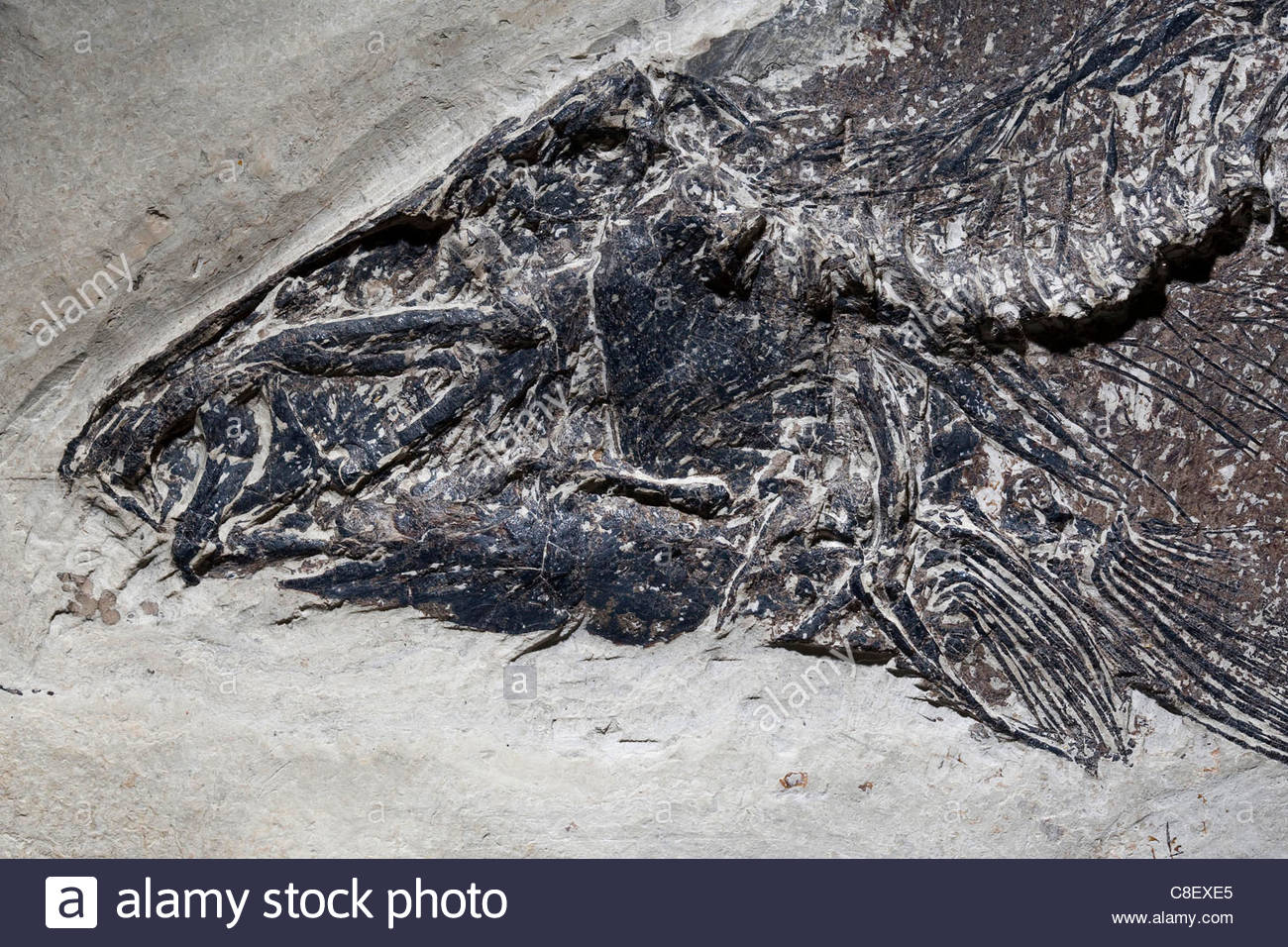 Prehistoric Fish Stock Photos & Prehistoric Fish Stock Images - Alamy