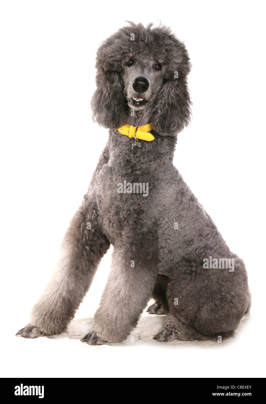 Giant white poodle Cut Out Stock Images & Pictures - Alamy