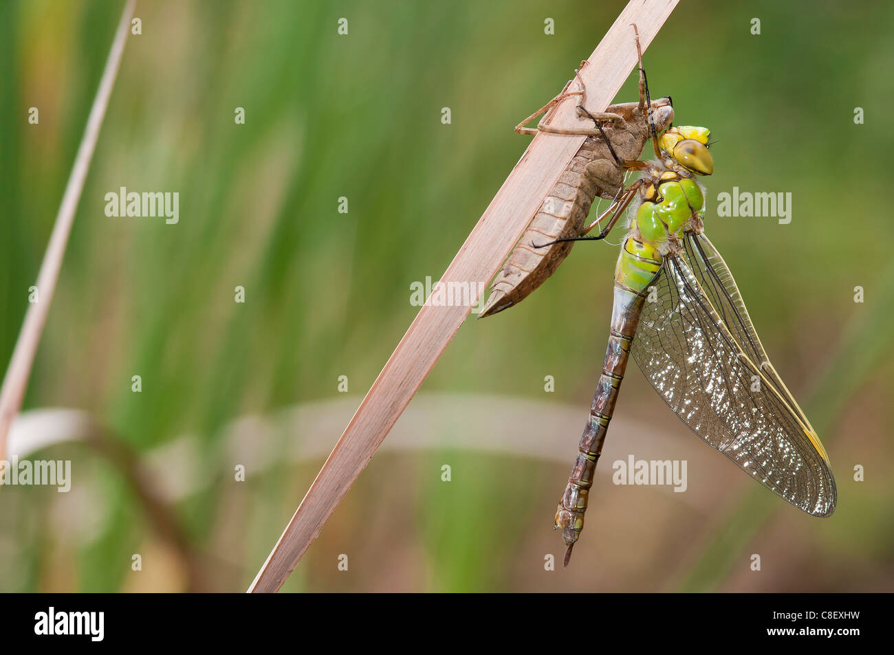 Anax imperator, Female emerging, Sintra-Portugal Stock Photo - Alamy