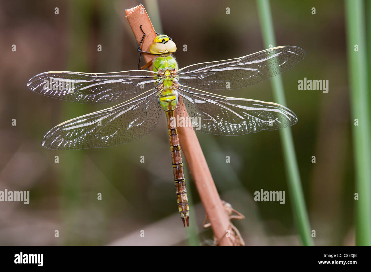 Anax imperator, Female emerging, Sintra-Portugal Stock Photo - Alamy