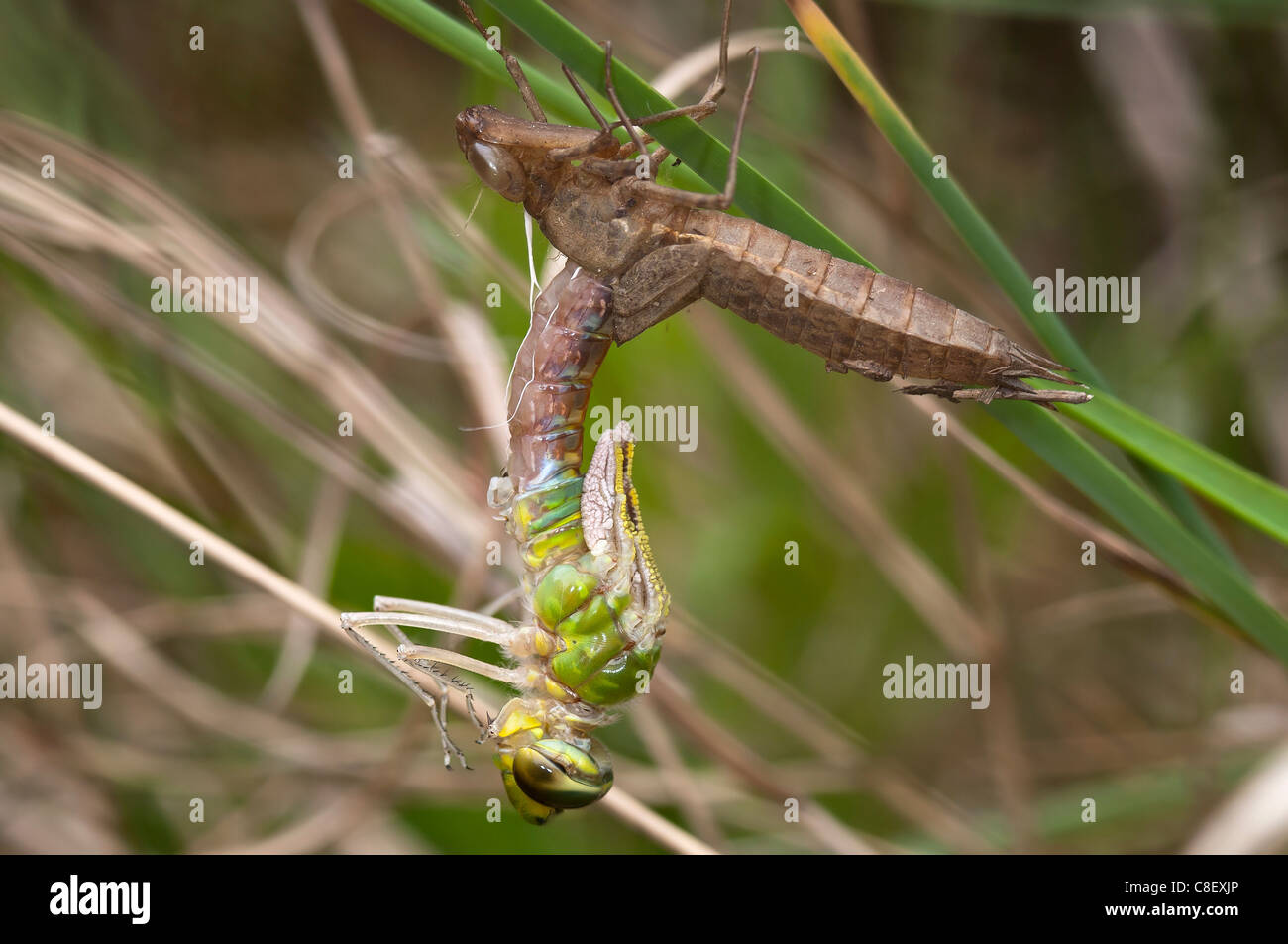 Anax imperator, Male emerging, Sintra-Portugal Stock Photo - Alamy