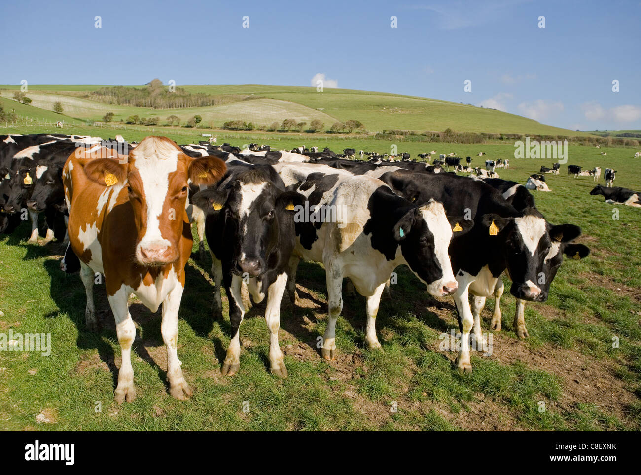 Dairy cattle Group of adults in a field Dorset, UK Stock Photo - Alamy