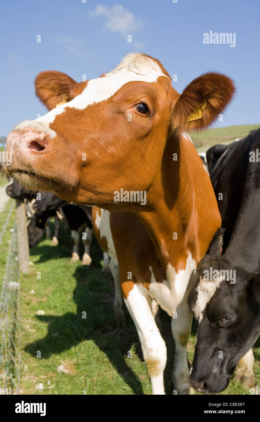 Dairy cattle hi-res stock photography and images - Alamy
