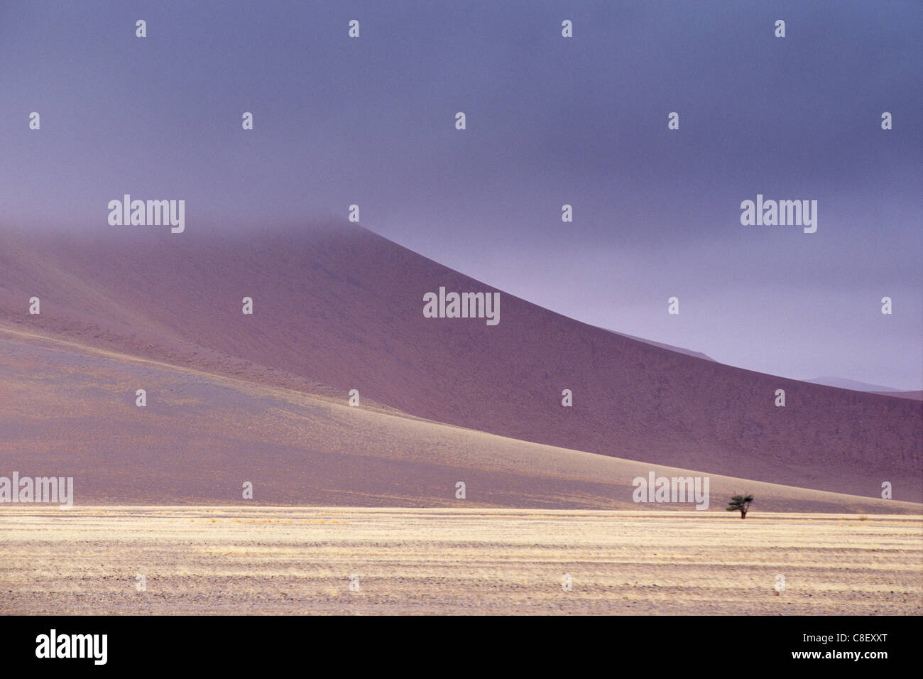 Early morning mist on red sand dunes which are up to 300m high ...