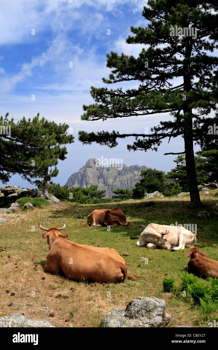 Corsican flora and fauna hi-res stock photography and images - Alamy