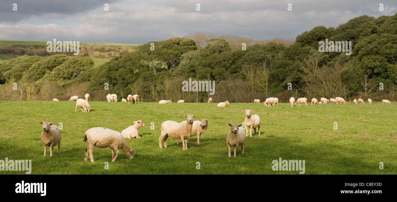Group sheep hi-res stock photography and images - Alamy