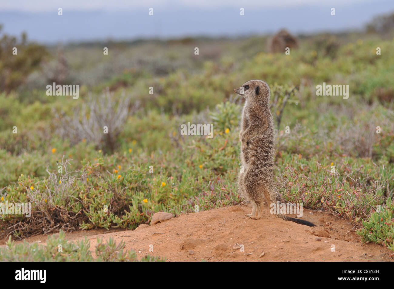 Mongoose gang hi-res stock photography and images - Alamy