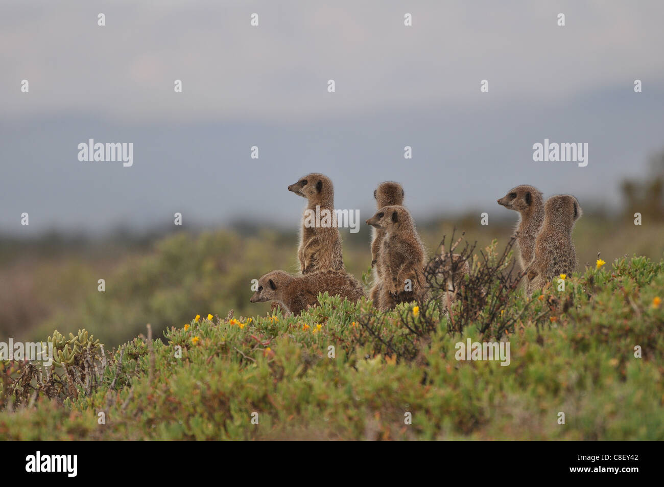 Mongoose gang hi-res stock photography and images - Alamy