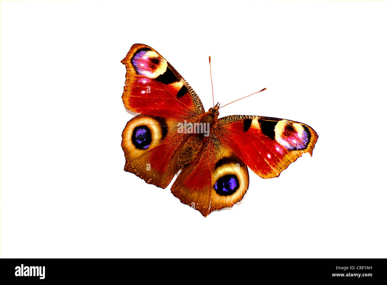 Colorful butterfly isolated on white background Stock Photo - Alamy