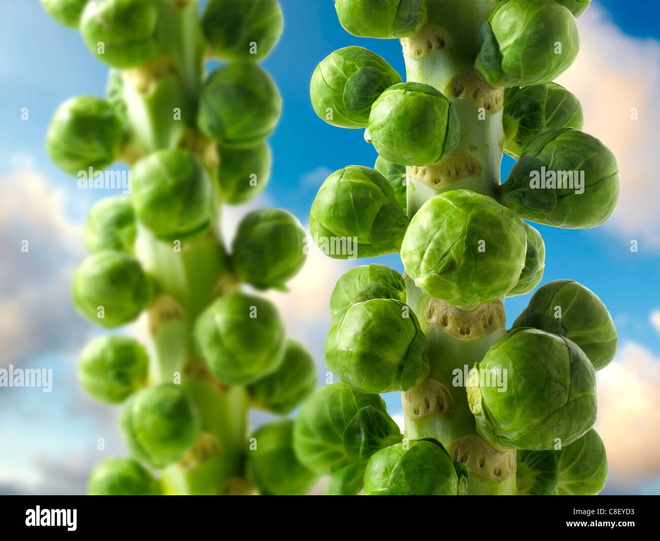 Food picture of brussel sprouts hi-res stock photography and images - Alamy
