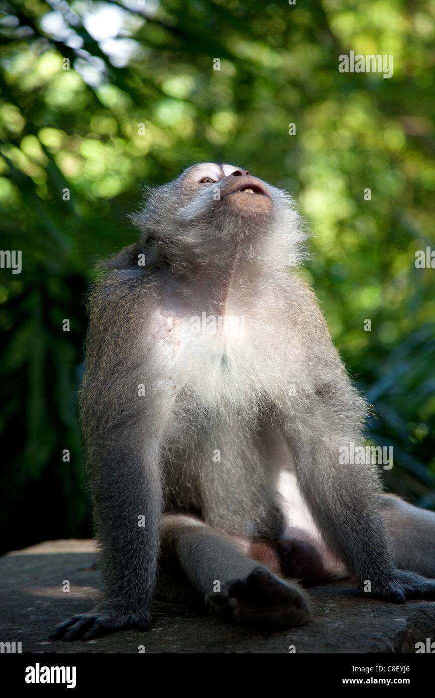 Little monkey with big monkey hi-res stock photography and images - Alamy