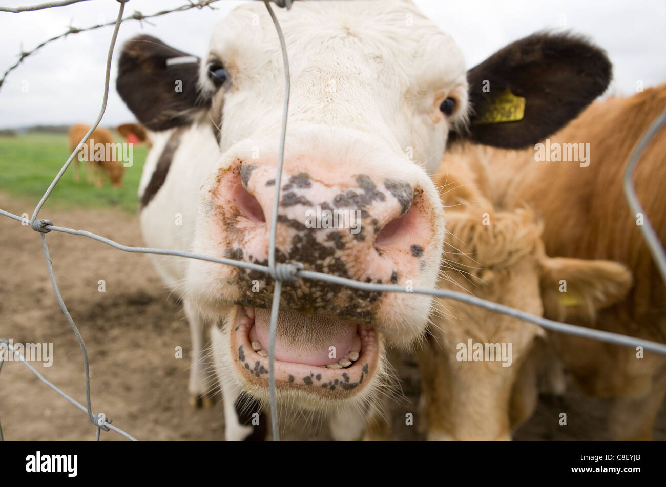 Adult cow hi-res stock photography and images - Alamy