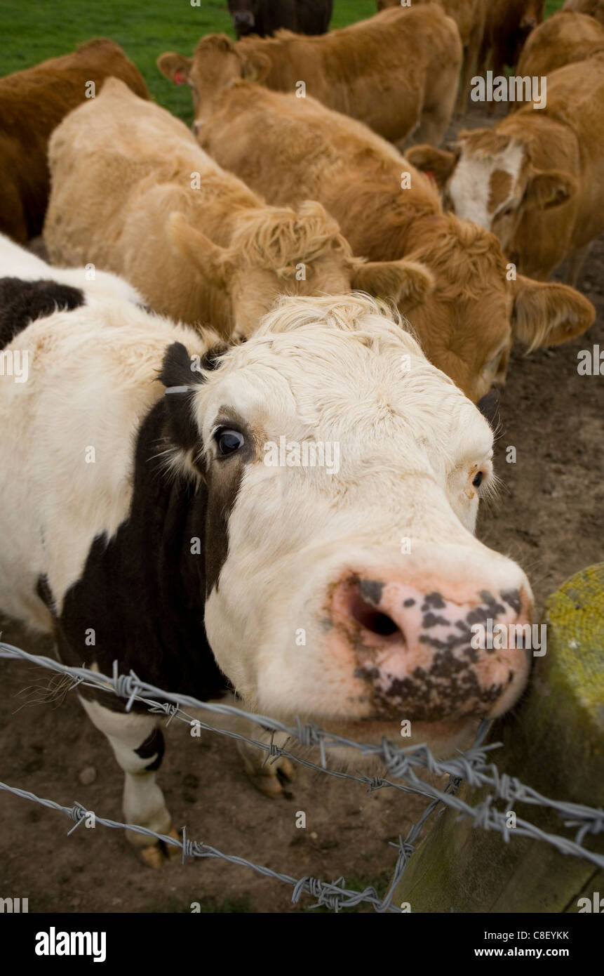 Cow Single adult being nosey UK Stock Photo - Alamy