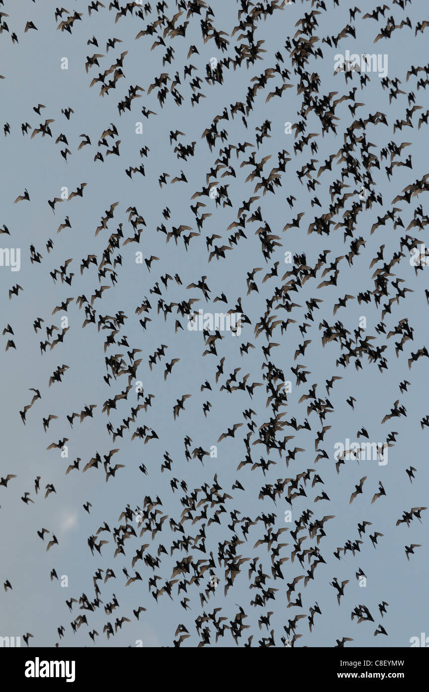 Bats, animals, flying, swarm, near Khao Yai, National Park, Thailand ...