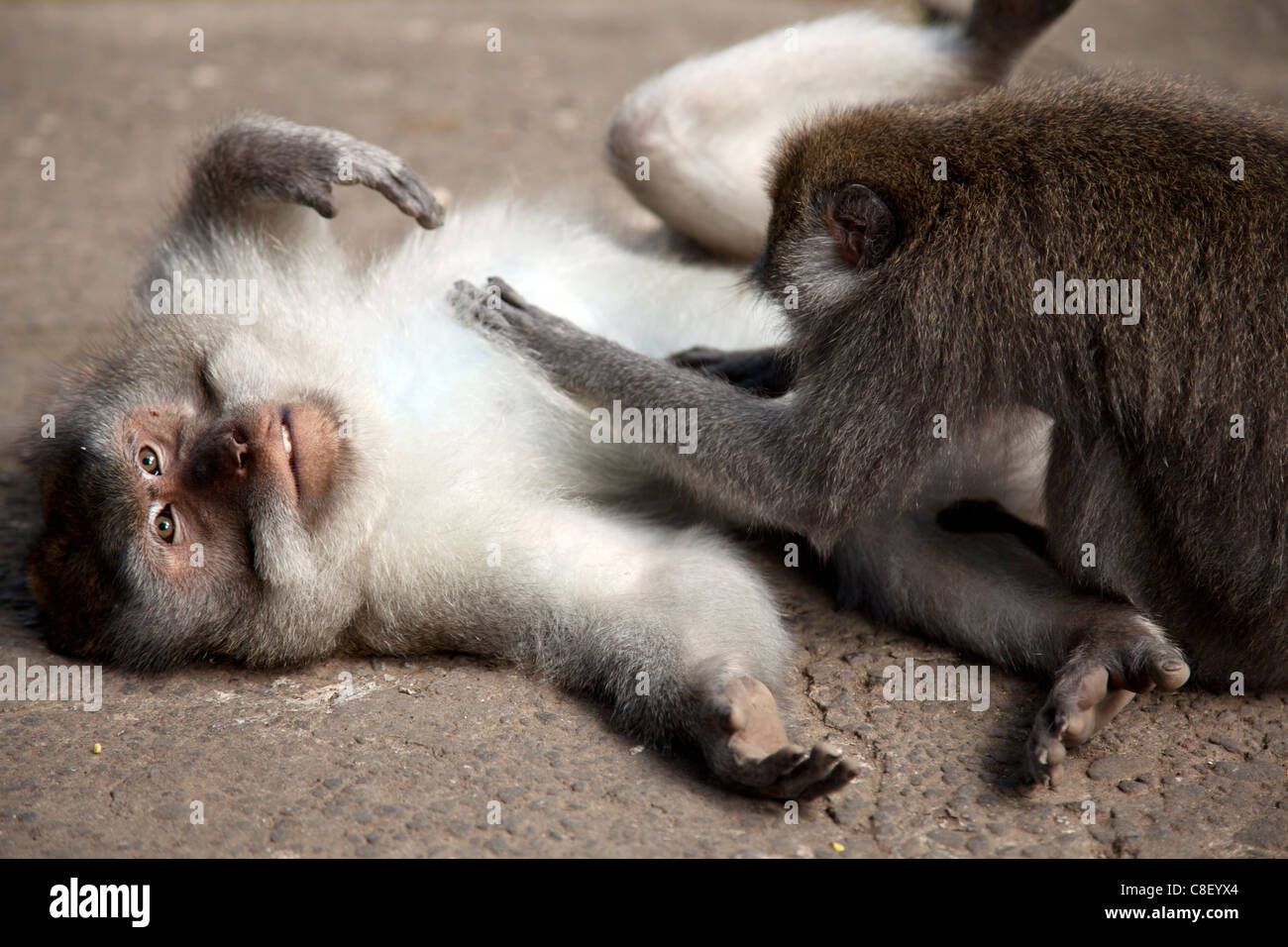 Getting the job done. Two macaque monkeys in Ubud forest, Bali Stock ...
